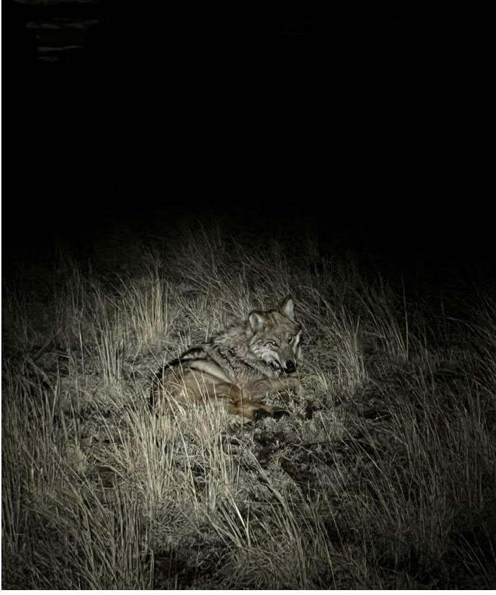 Mexican Gray Wolf Defenders Of Wildlife